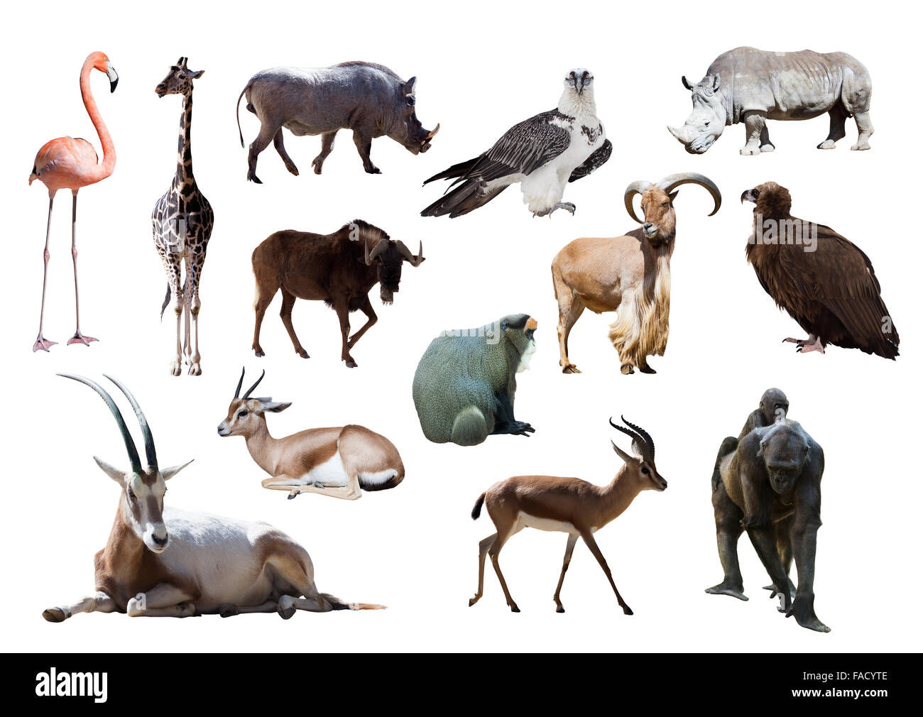 African animals. Isolated on white Stock Photo - Alamy