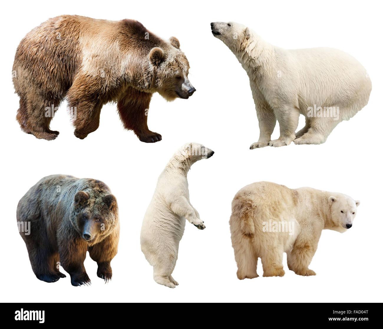 Set of bears. Isolated on white background Stock Photo - Alamy