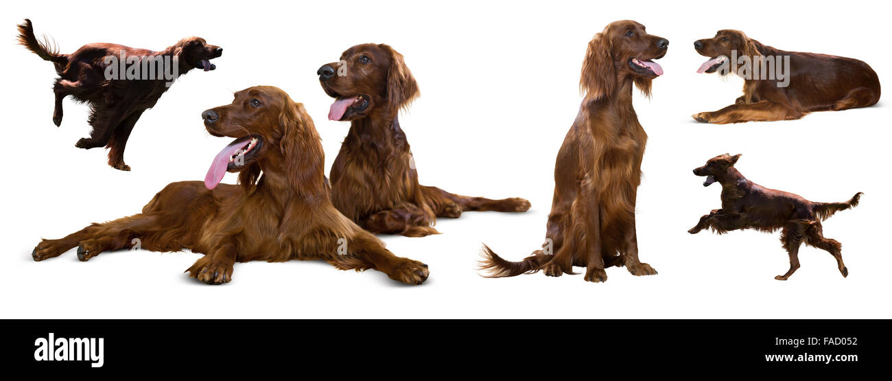 Set of irish setters hi-res stock photography and images - Alamy