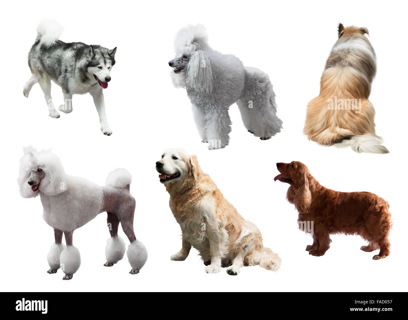 Set of dogs. Isolated on white Stock Photo - Alamy