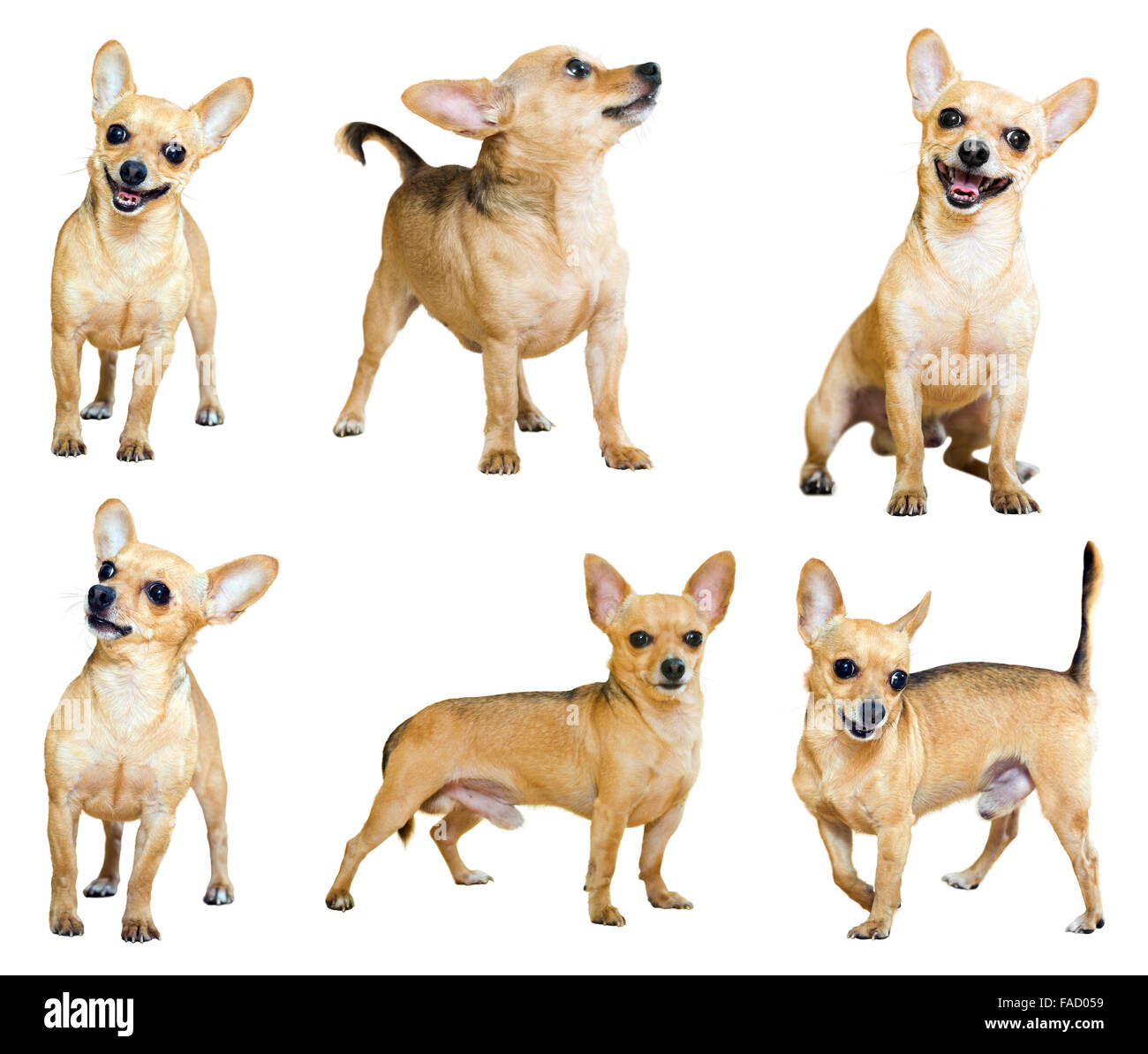 Set of Mini Toy Terriers, isolated on white background Stock Photo - Alamy