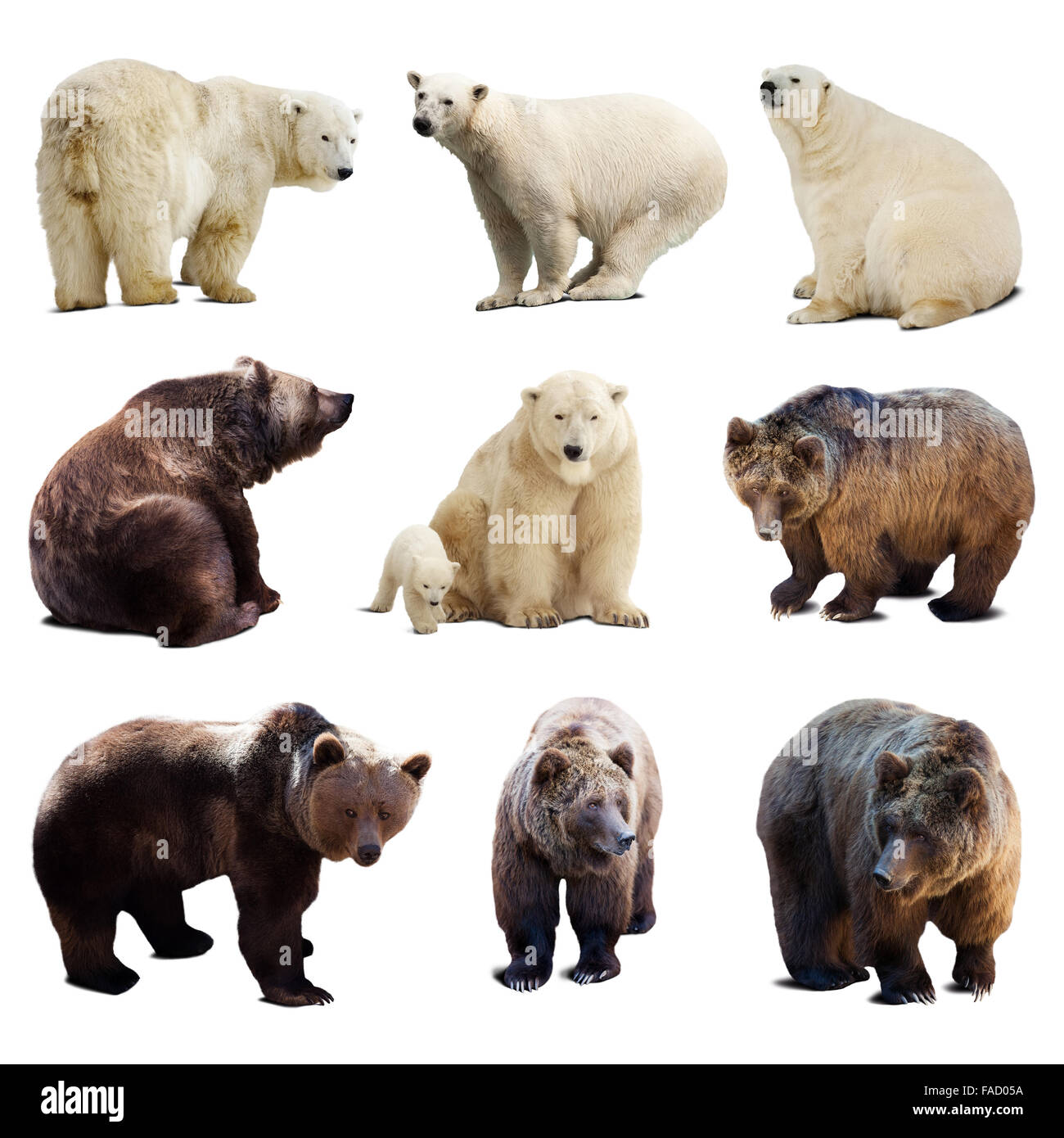 Set of polar and brown bears over white background with shade Stock ...