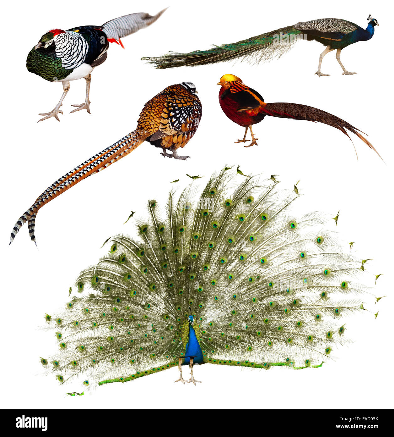 Set of Indian Peafowl and pheasant family birds. Isolated over white ...