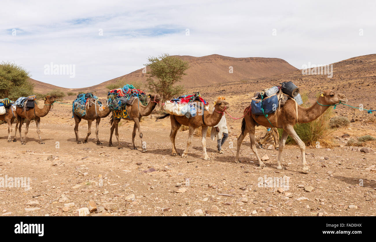 camel caravan going through the desert Stock Photo - Alamy