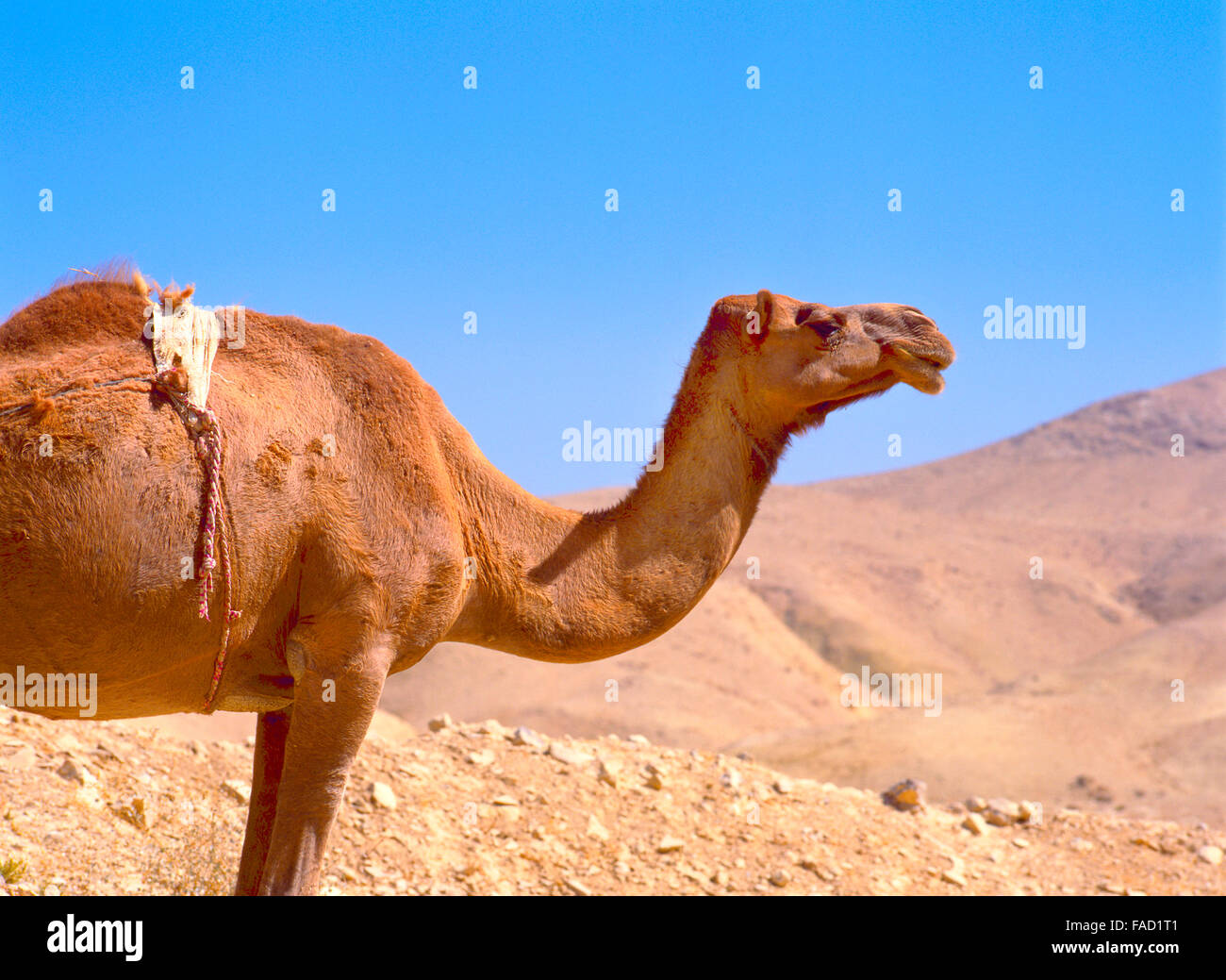 Sahara Desert Portrait