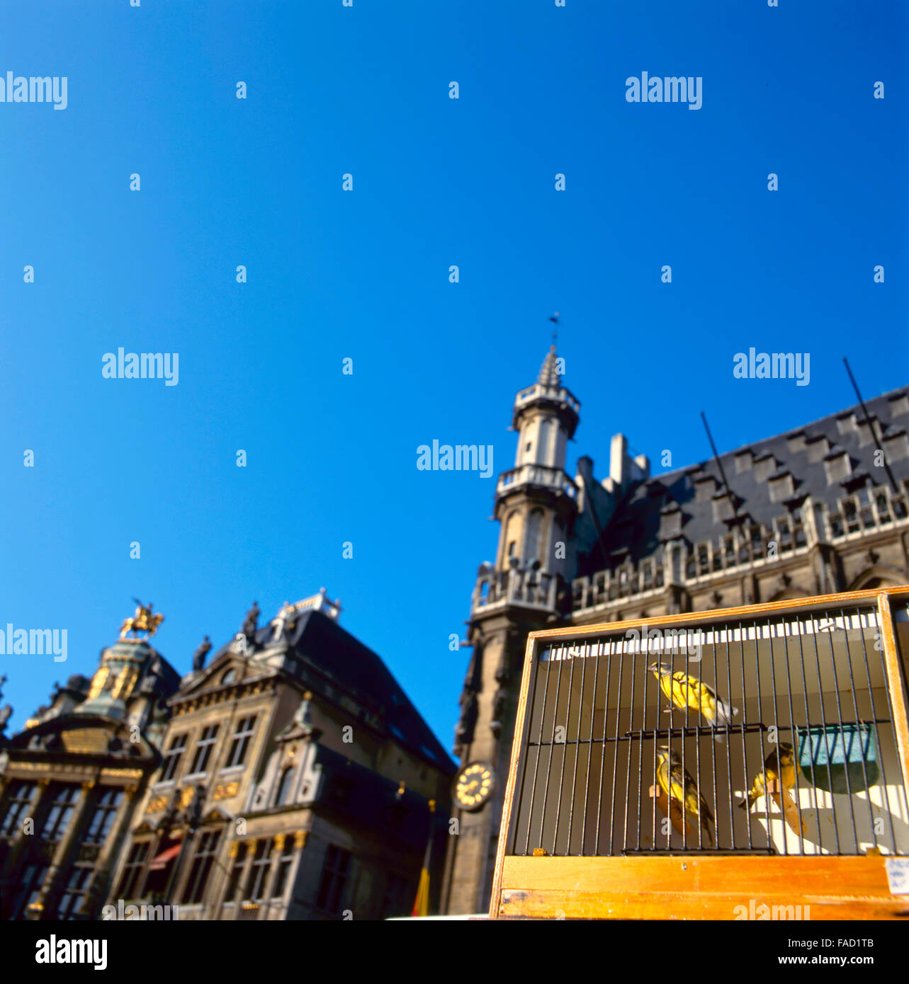 Birds of belgium hi-res stock photography and images - Alamy