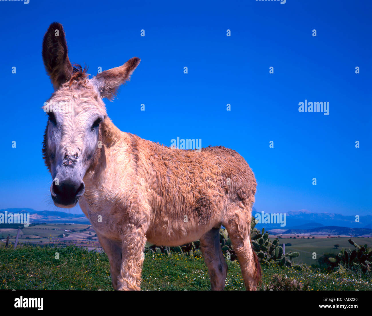 Blue donkey hi-res stock photography and images - Alamy