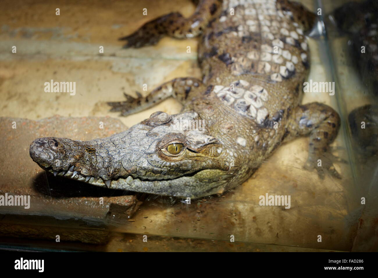 Crocodile side view hi-res stock photography and images - Alamy