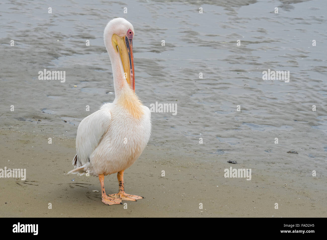 Pelican preening itself Stock Photo - Alamy