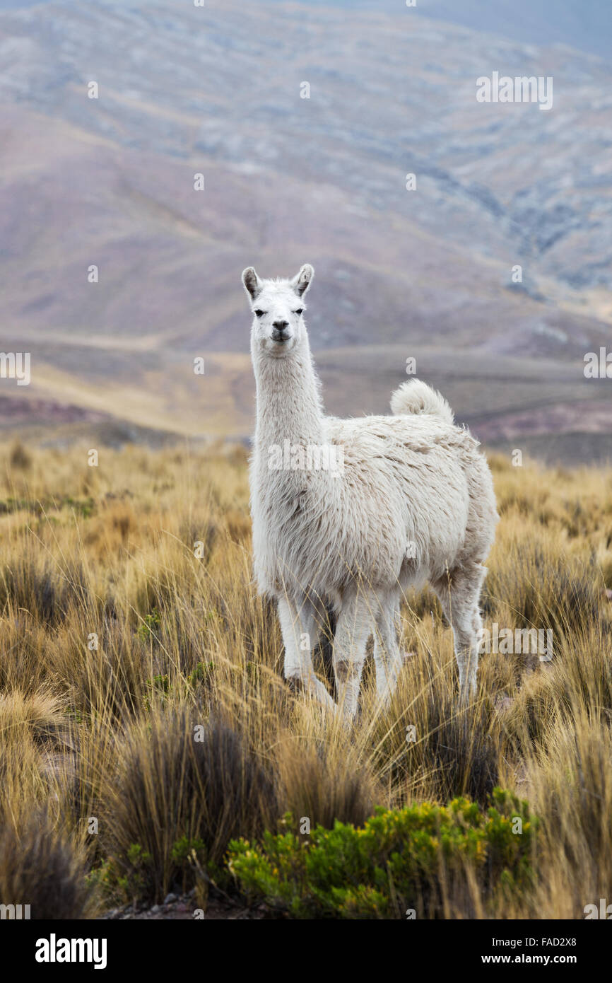 lama beautiful mountains in the background Stock Photo - Alamy