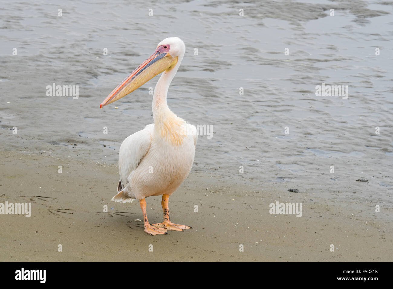 Namibian birdlife hi-res stock photography and images - Alamy