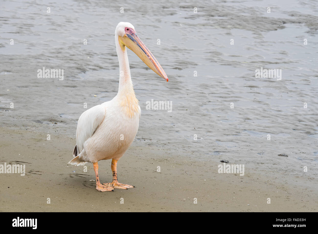 Namibian birdlife hi-res stock photography and images - Alamy