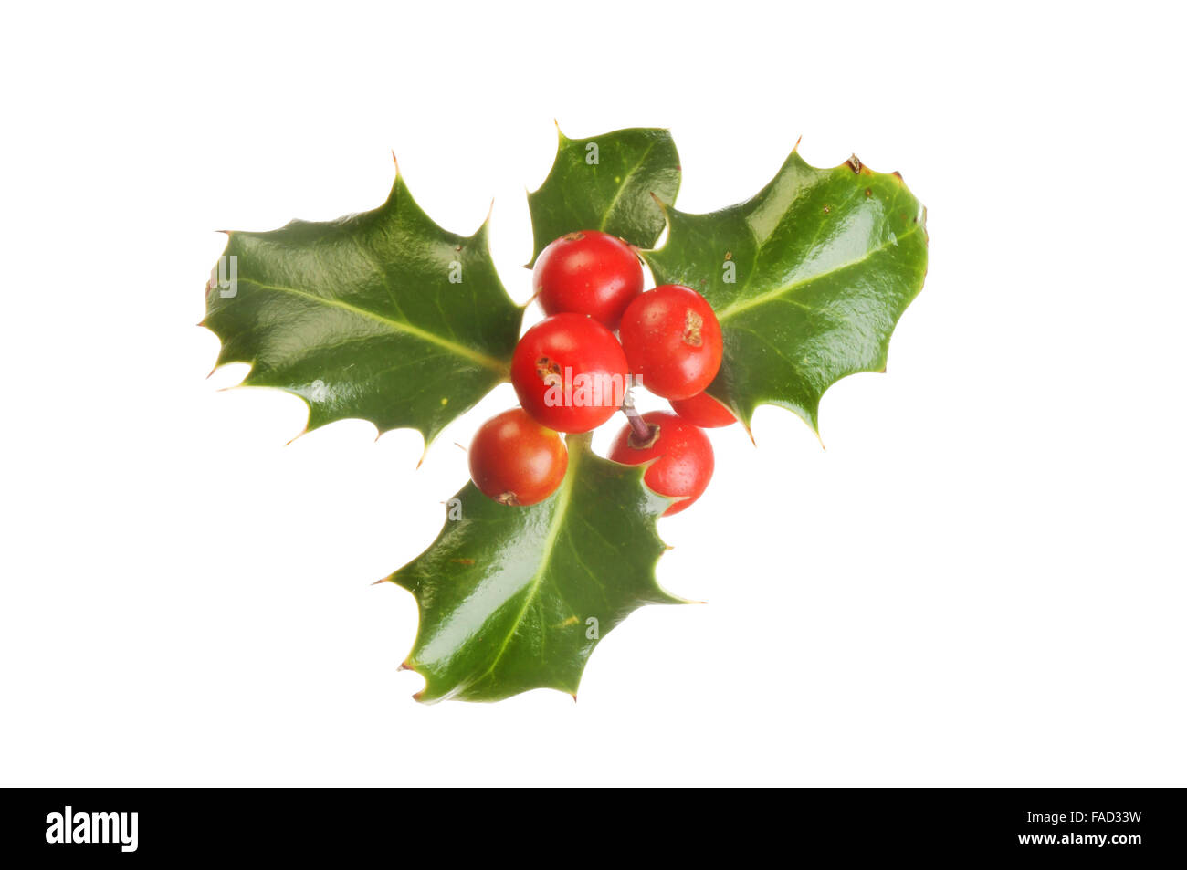 Holly, Ilex, with ripe red berries isolated against white Stock Photo ...