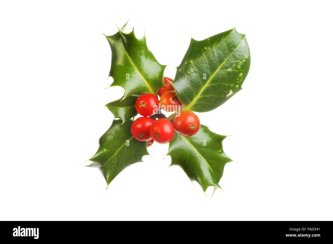 Sprig of holly with ripe red berries isolated against white Stock Photo ...