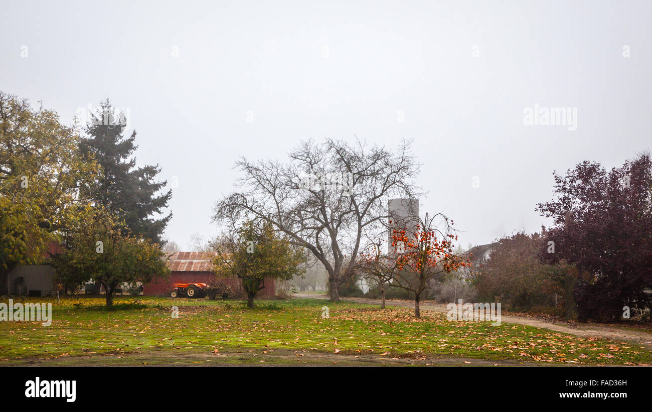 A foggy day on a farm near Modesto California with a persimmon tree and ...