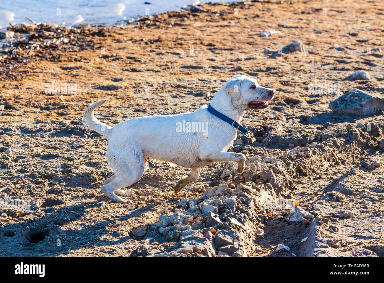 White labrador hi-res stock photography and images - Alamy