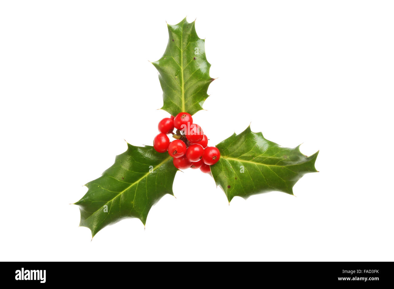 Sprig of holly, Ilex aquifolium, with ripe red berries isolated against ...