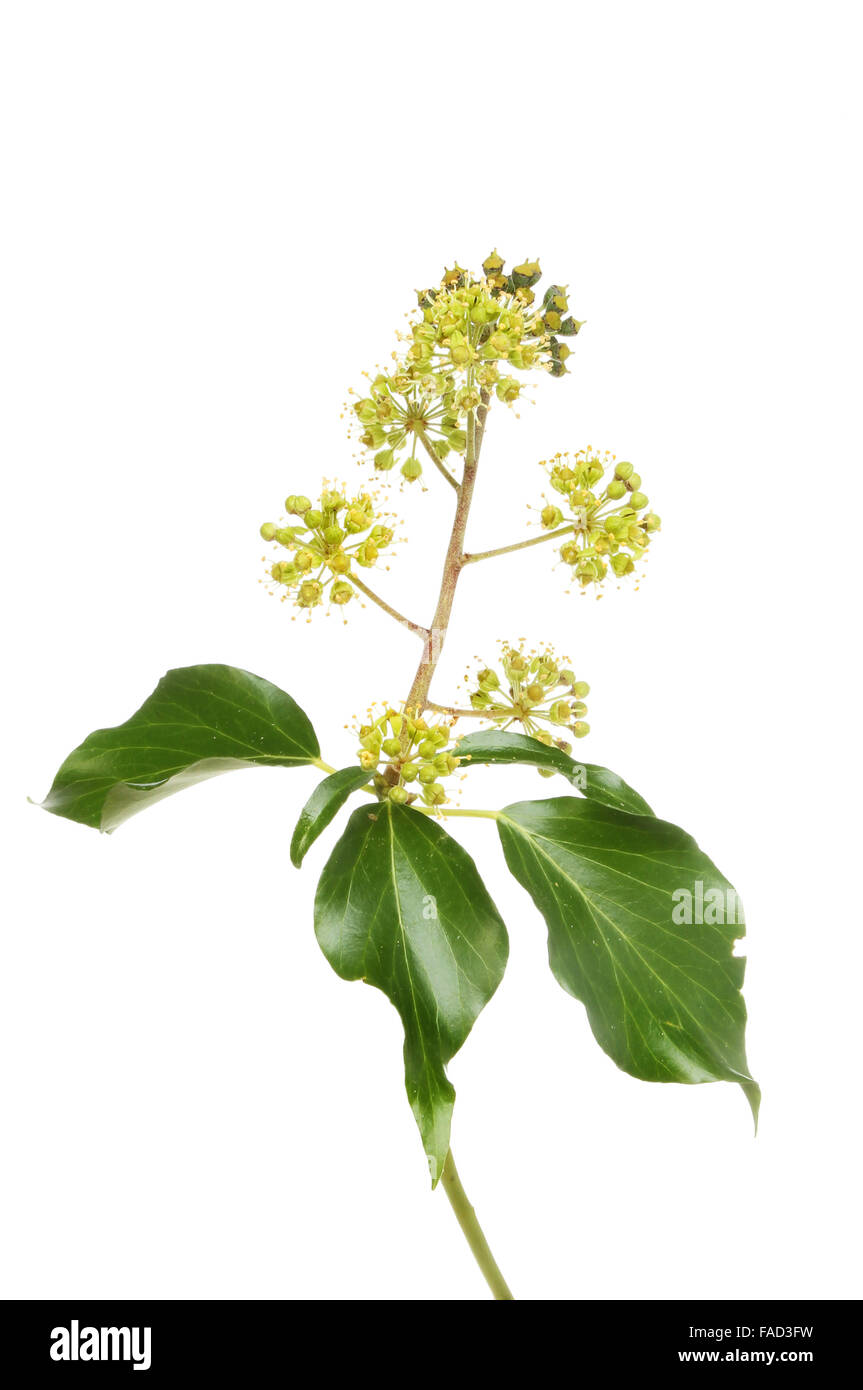 White ivy flower hi-res stock photography and images - Alamy