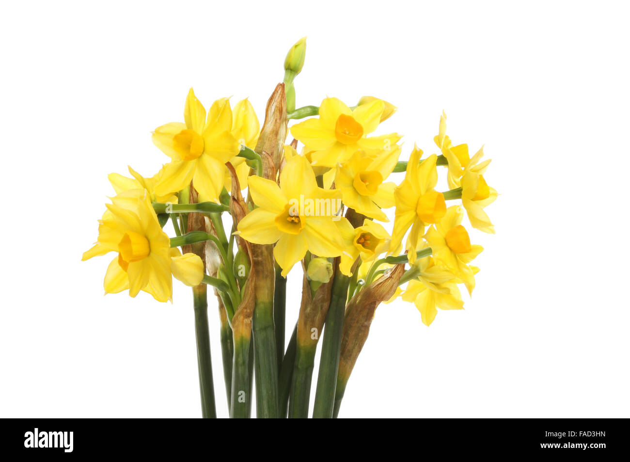 Bunch of miniature daffodils isolated against white Stock Photo - Alamy