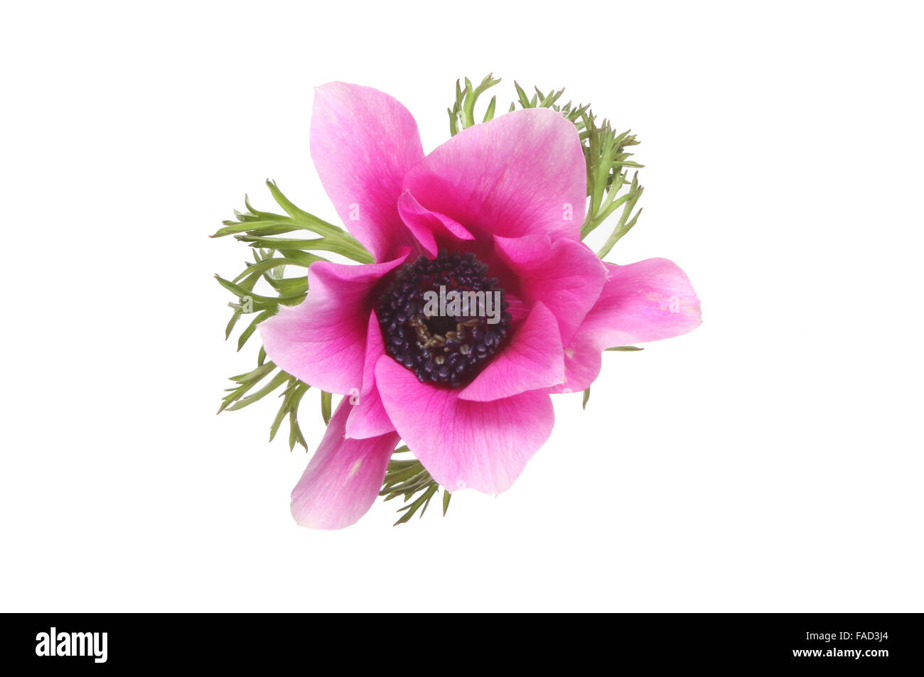 Anemone flower with magenta petals and a dark blue center isolated ...