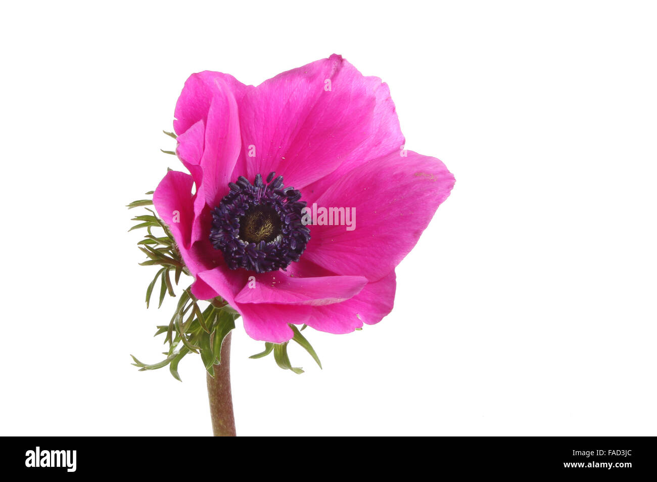 Magenta Anemone flower isolated against white Stock Photo - Alamy