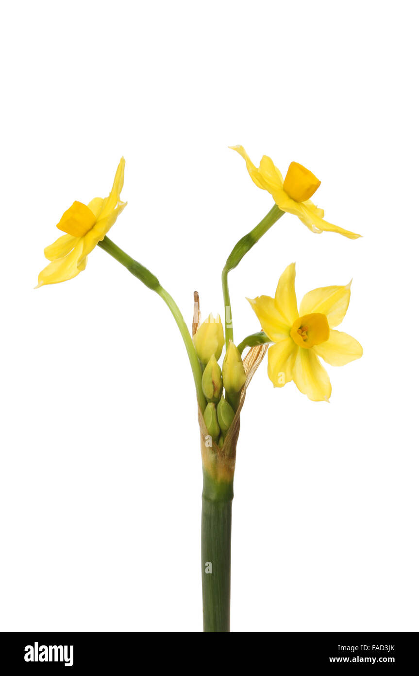 Multi headed bloom hi-res stock photography and images - Alamy