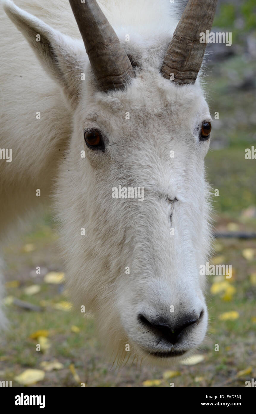Dall sheep hi-res stock photography and images - Alamy