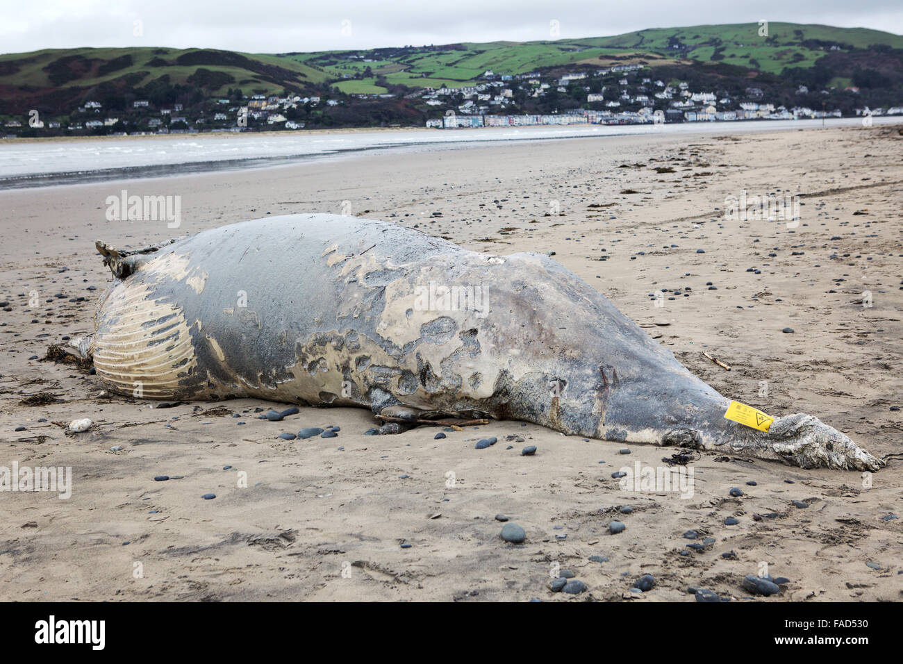 Aberystwyth, UK. 27th Dec, 2015. Christmas Day beach walkers in mid ...