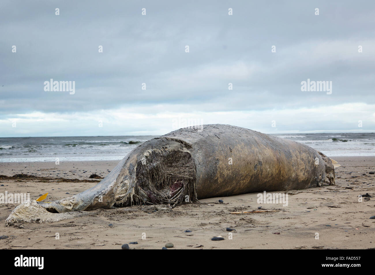 Whale corpse hi-res stock photography and images - Alamy
