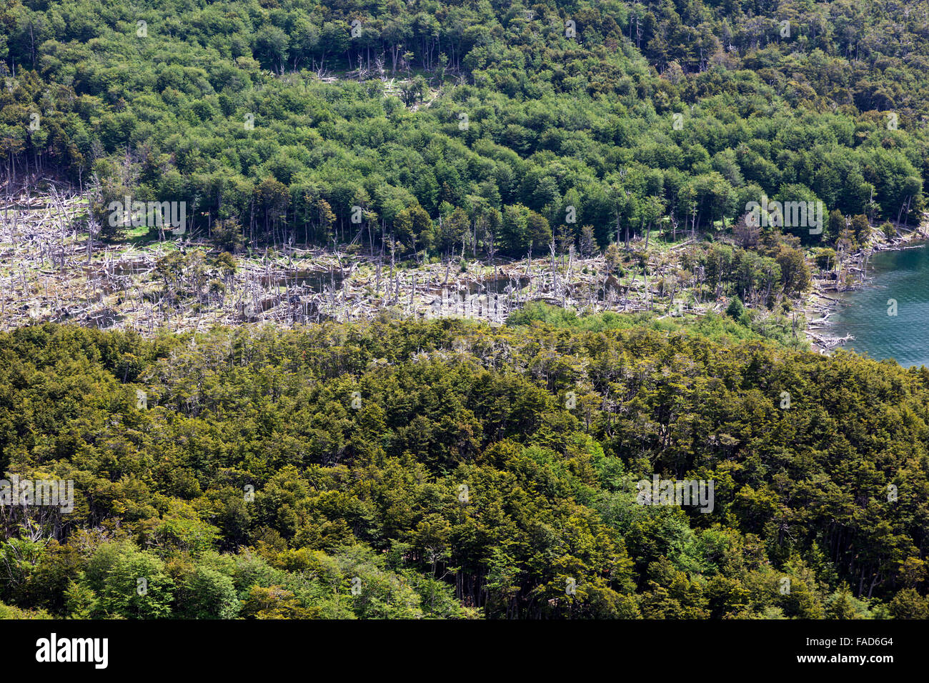 Aerial view of dead trees caused by beavers, beaver damage, near ...