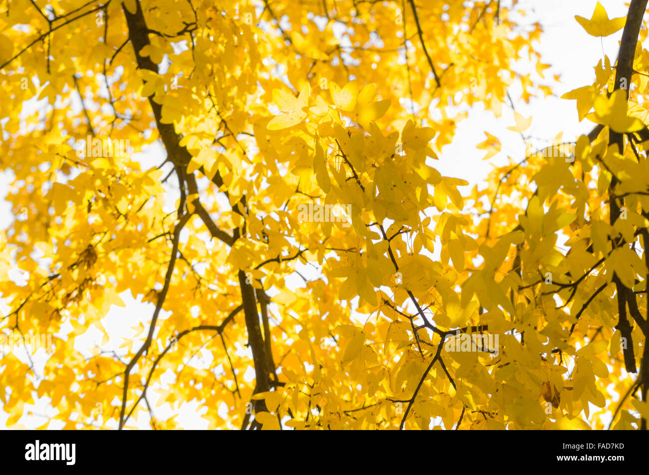 Beautiful tree bright leaves hi-res stock photography and images - Alamy