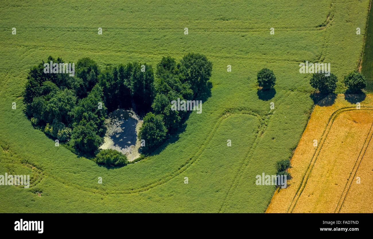Aerial view, Geesthacht Copse in heart shape, fields, agriculture ...