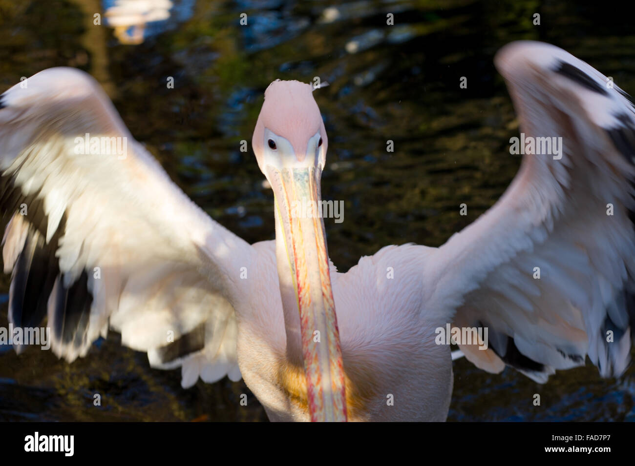 Lothian birding hi-res stock photography and images - Alamy
