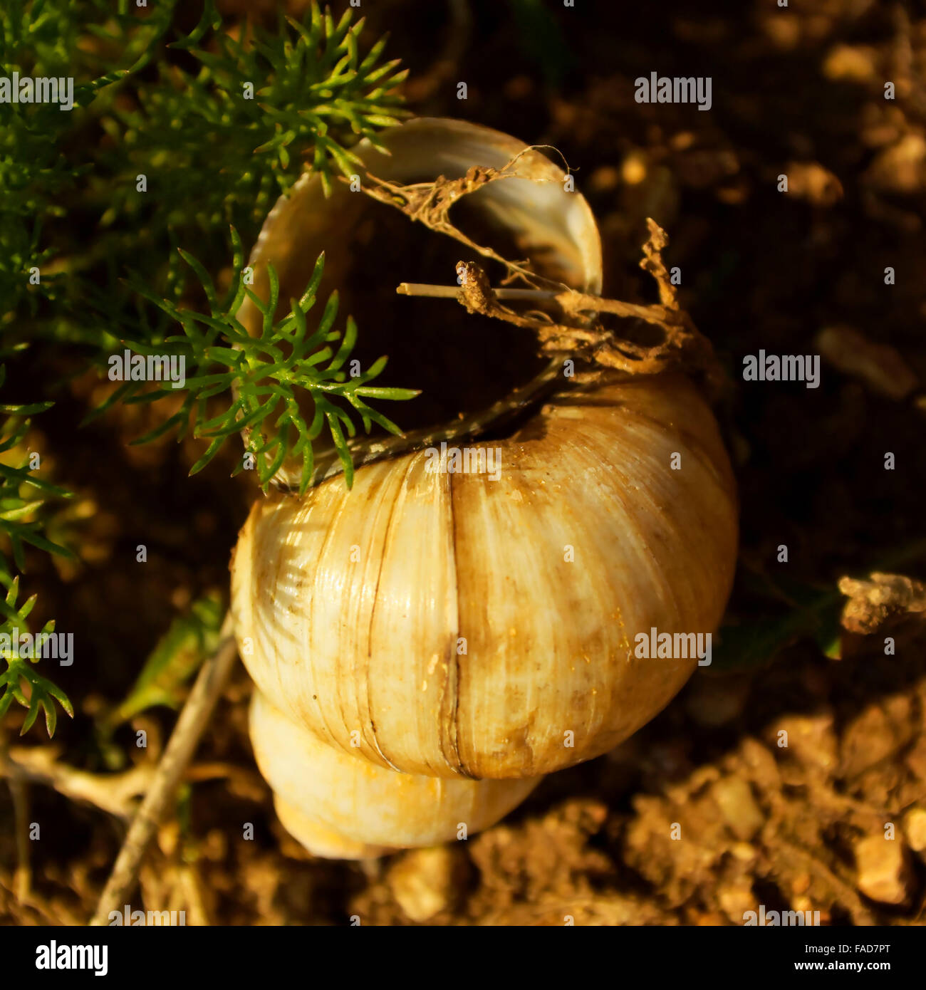 Snail shell close-up Stock Photo - Alamy
