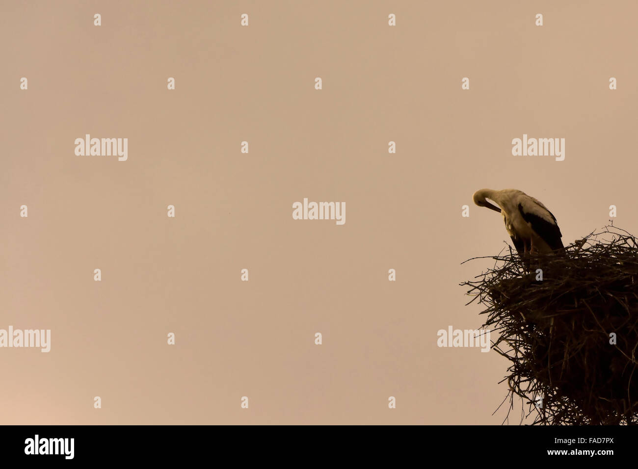 Getting ready to rest Stock Photo - Alamy