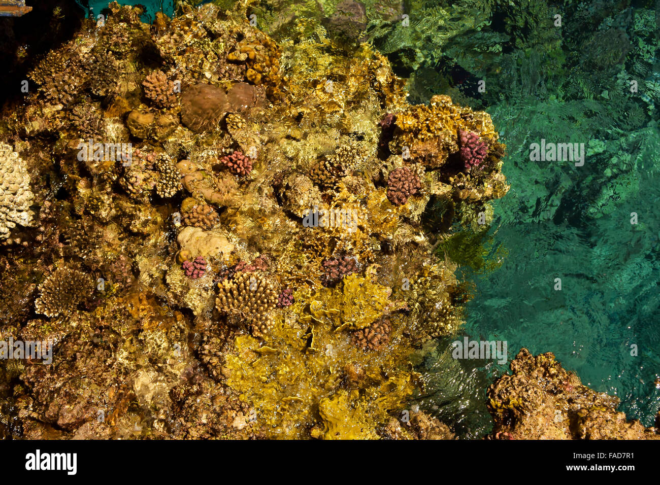 The colorful Red Sea life Stock Photo - Alamy