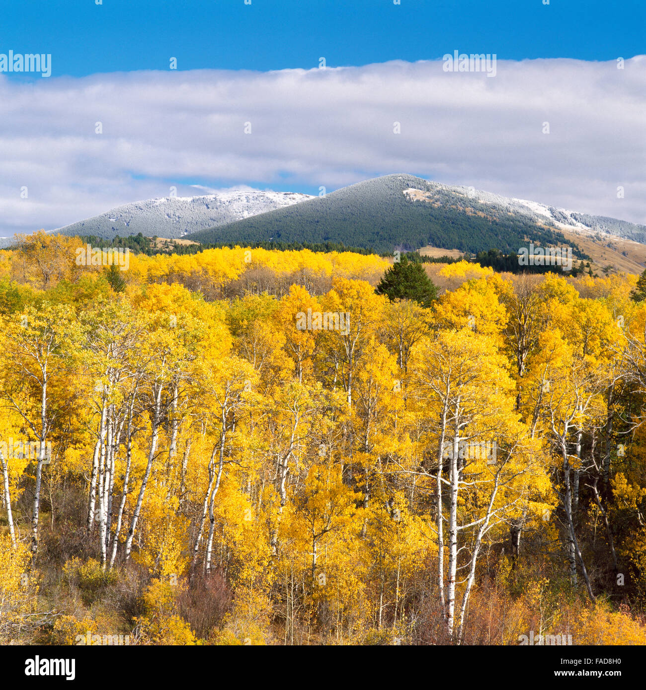 fall colors of aspen below the highwood mountains near belt, montana ...