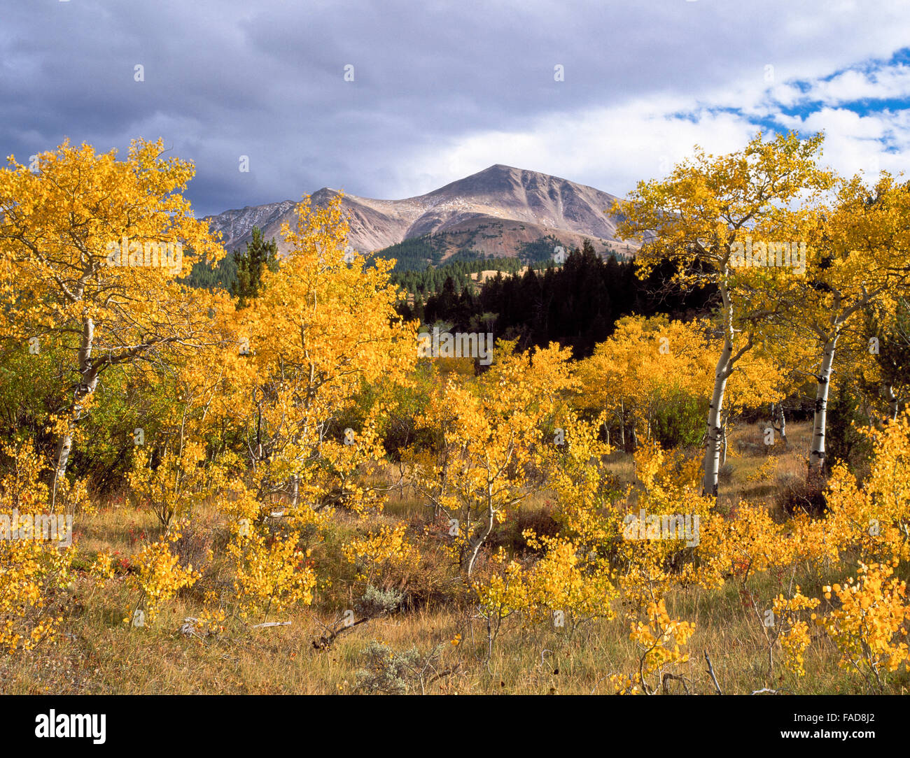 aspen in fall color below the lima peaks of the beaverhead range near ...