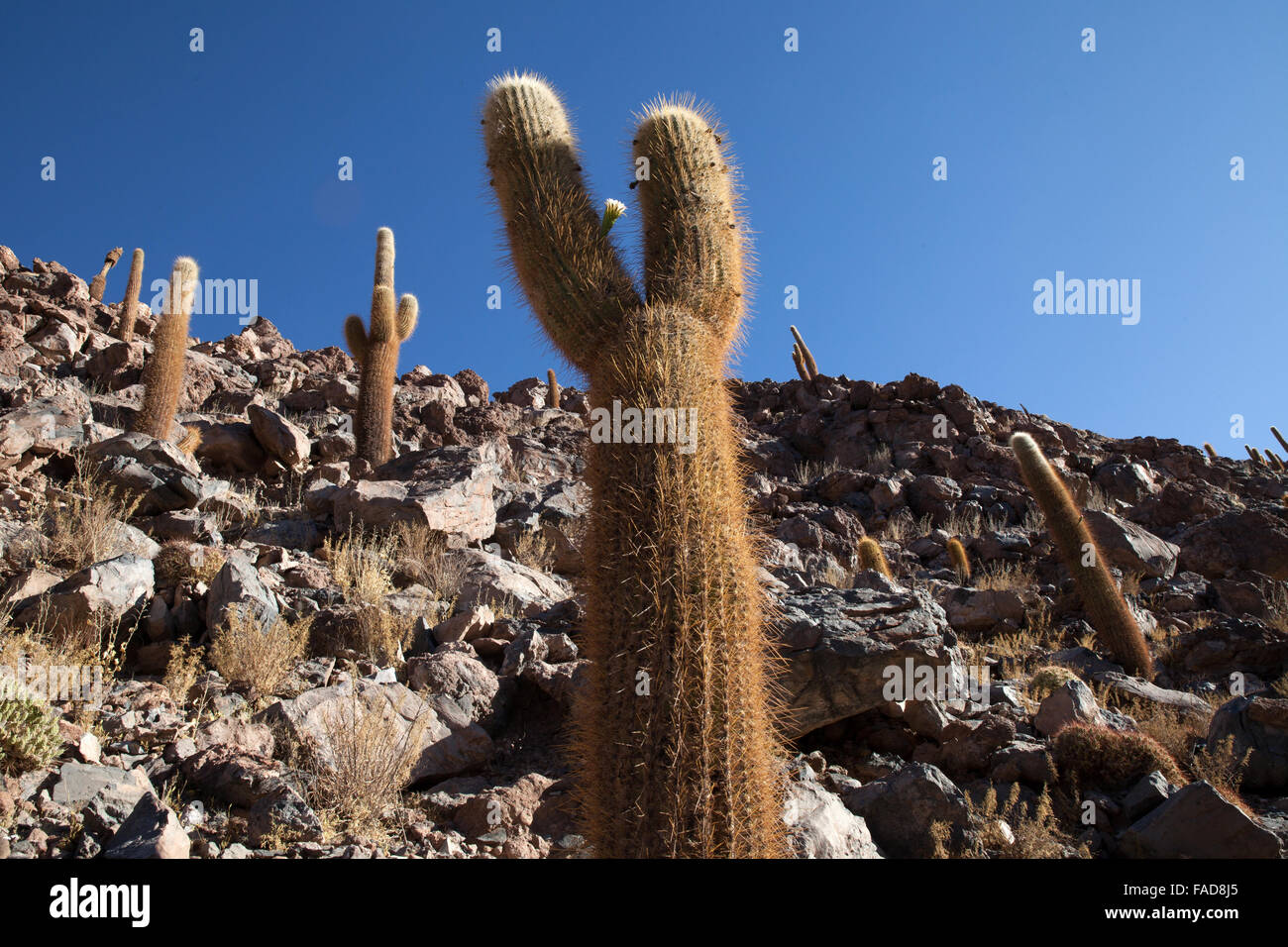 Cactus gorge atacama desert hi-res stock photography and images - Alamy