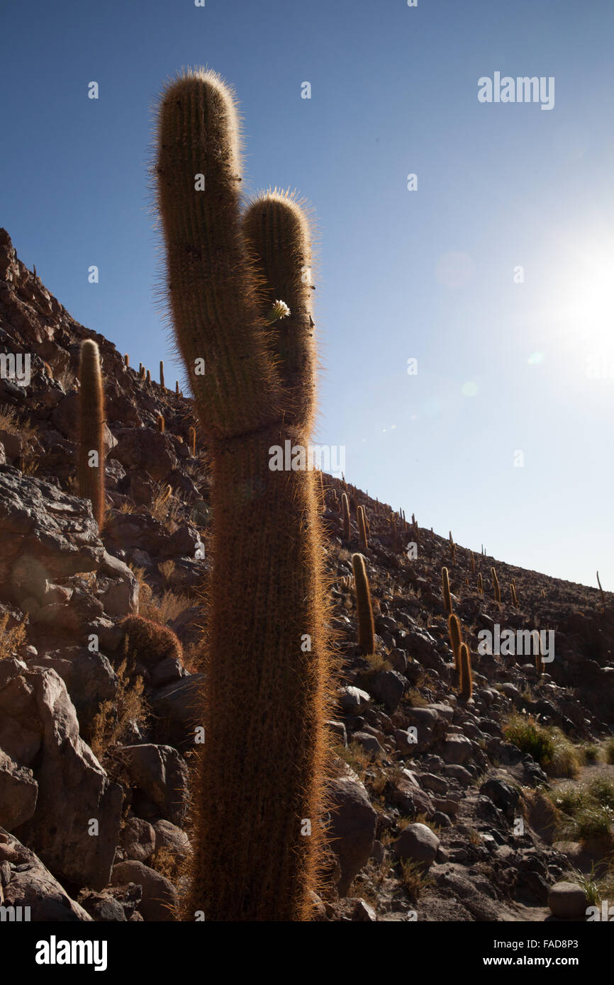 Canyon de cactus hi-res stock photography and images - Alamy