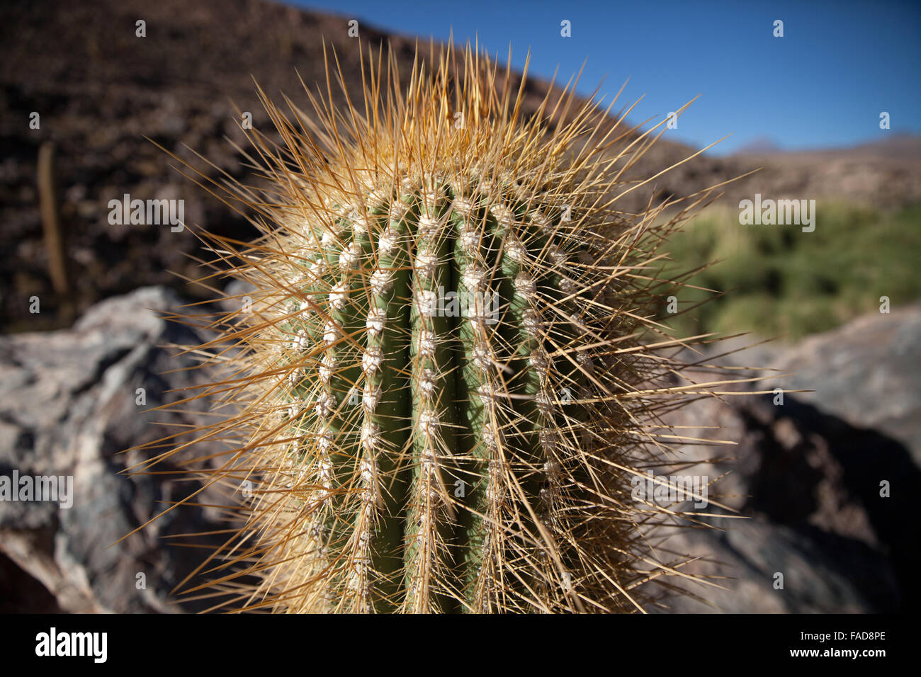Giant cactus in a desert environment hi-res stock photography and ...