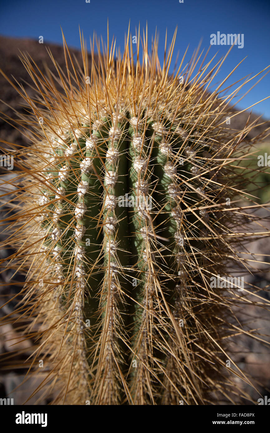 Cactus gorge atacama desert hi-res stock photography and images - Alamy