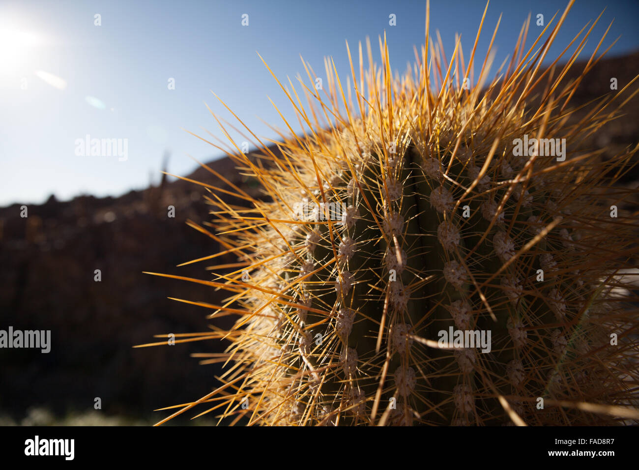 Trichocereus Species High Resolution Stock Photography and Images - Alamy
