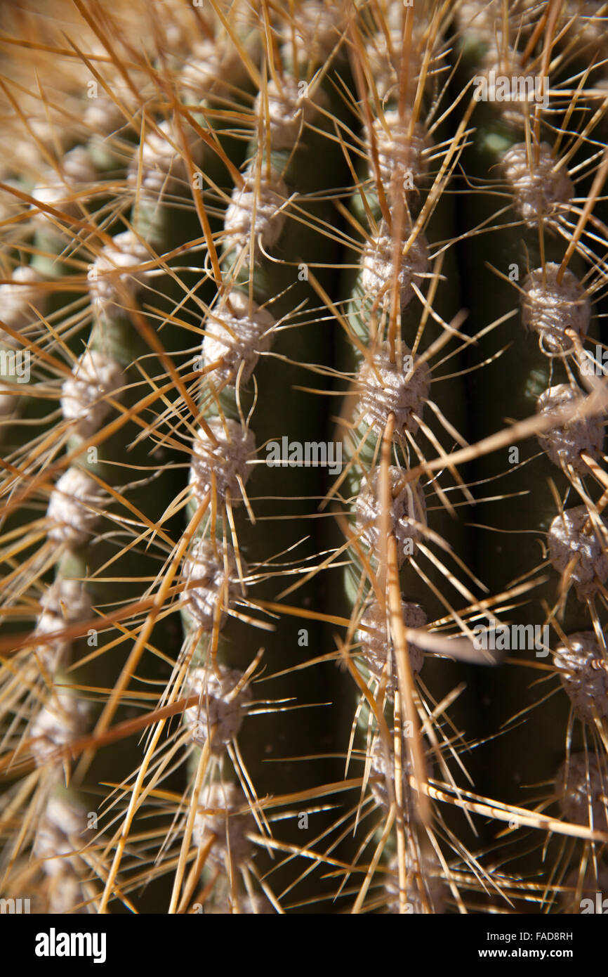 Close up giant cactus echinopsis atacamensis hi-res stock photography ...