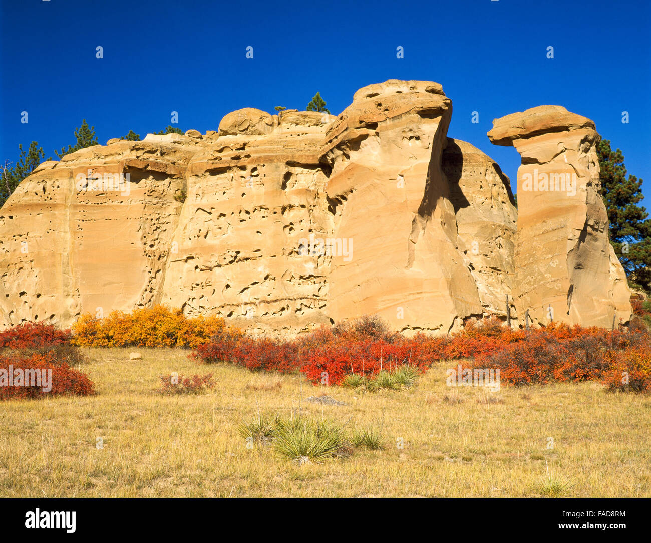 fall colors below sandstone cliffs near colstrip, montana Stock Photo ...