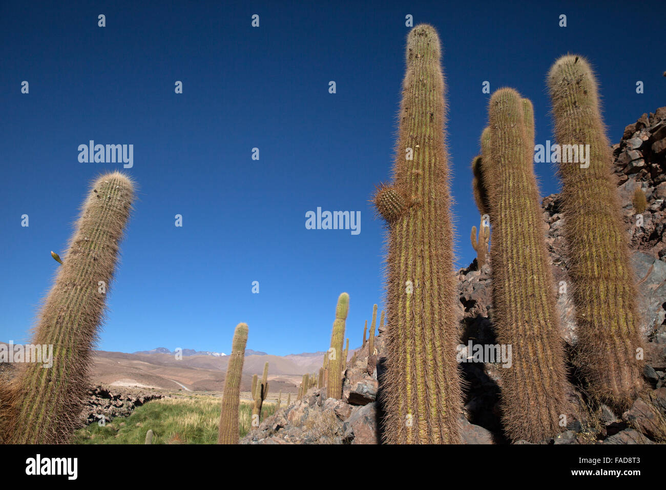 Cactus gorge atacama desert hi-res stock photography and images - Alamy