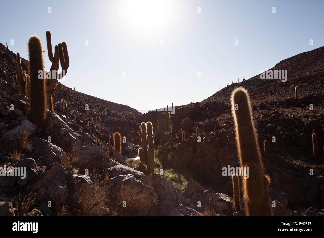 Cactus Cacti Chile High Resolution Stock Photography and Images - Alamy