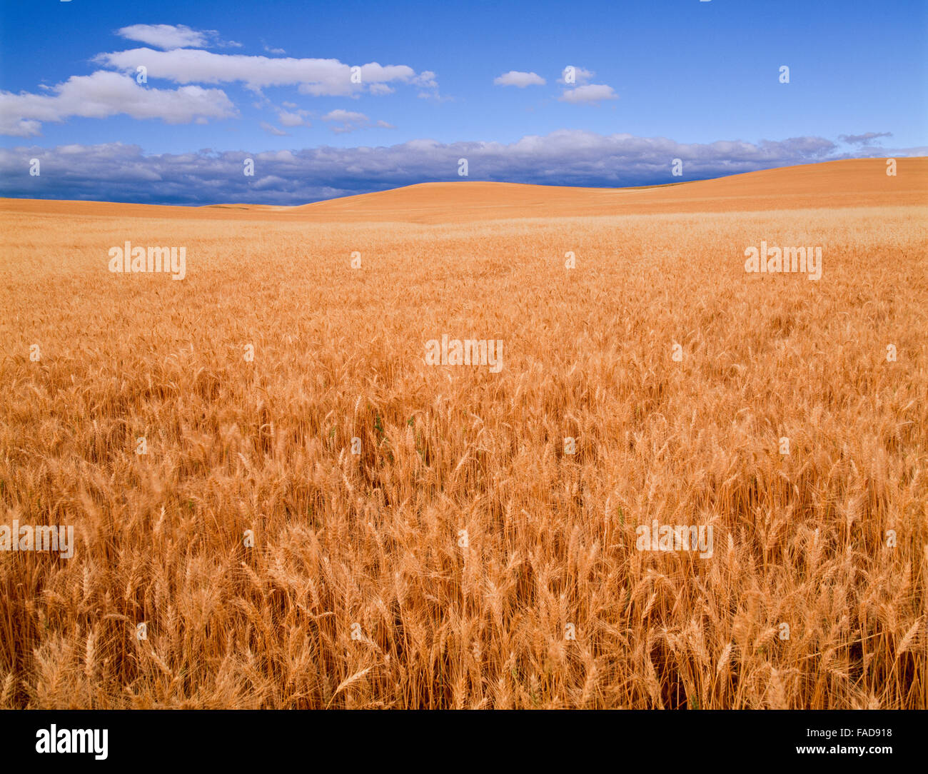 Dupuyer hi-res stock photography and images - Alamy