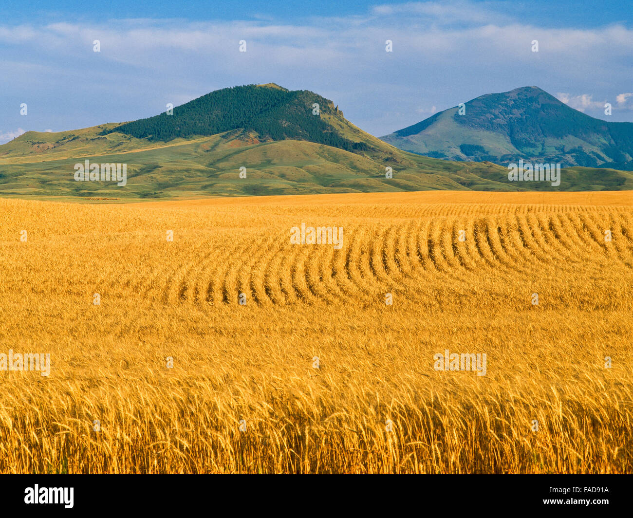 wheat field below the highwood mountains near highwood, montana Stock ...