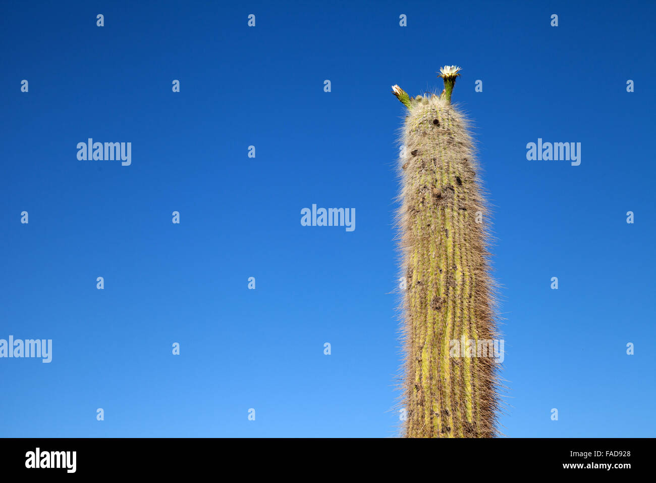 Cactus gorge atacama desert hi-res stock photography and images - Alamy
